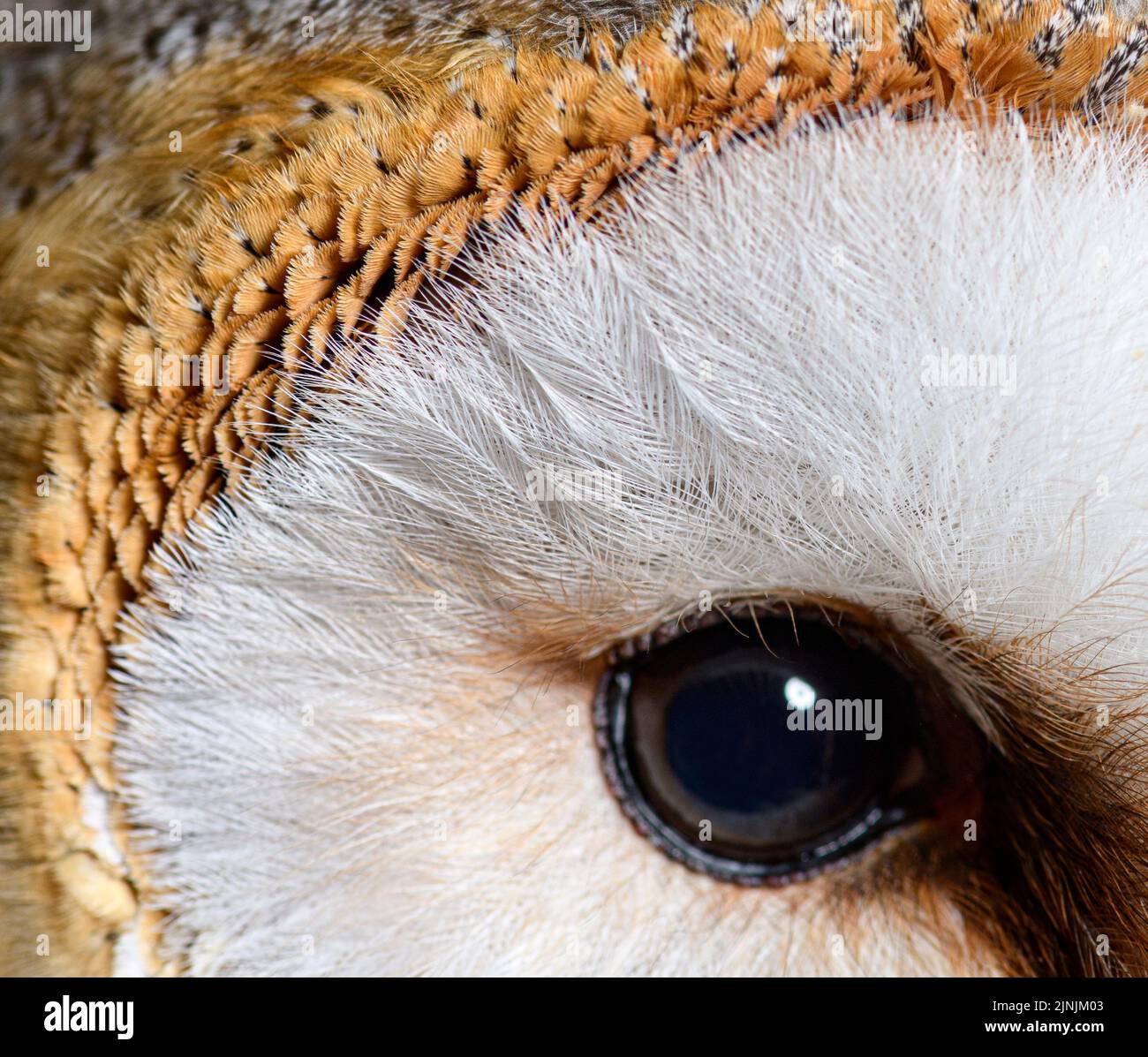 Small feathers around Eye of the nocturnal bird of prey Barn Owl, Tyto ...