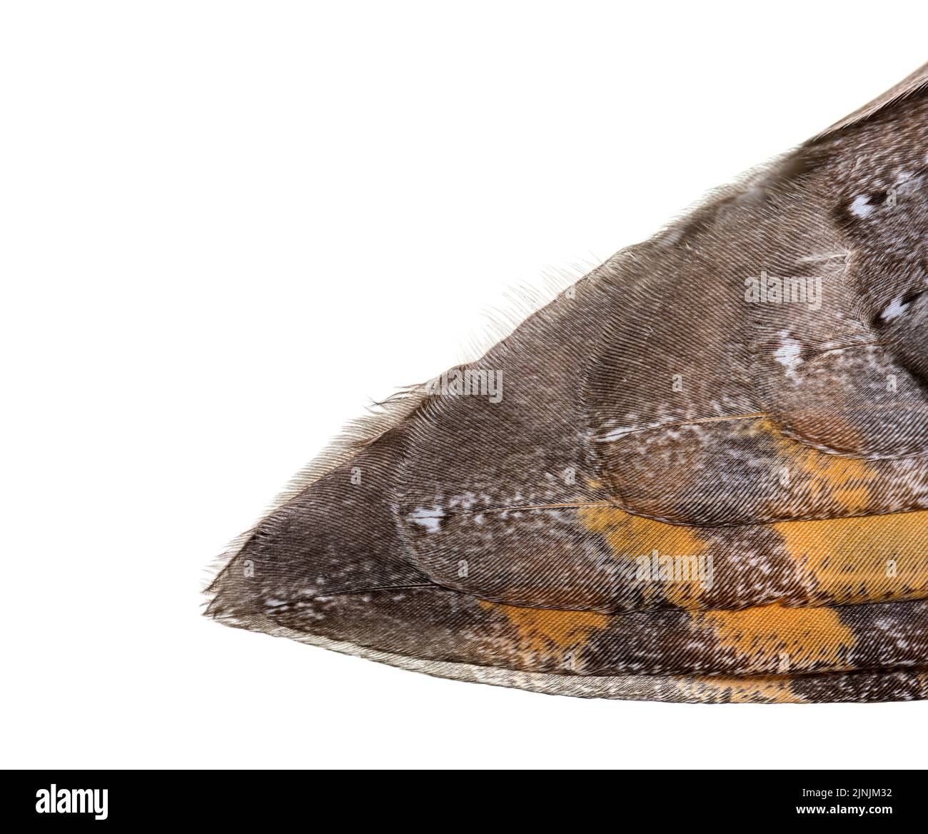 Close-up on the feathers of a nocturnal bird of prey, Barn Owl, Tyto ...