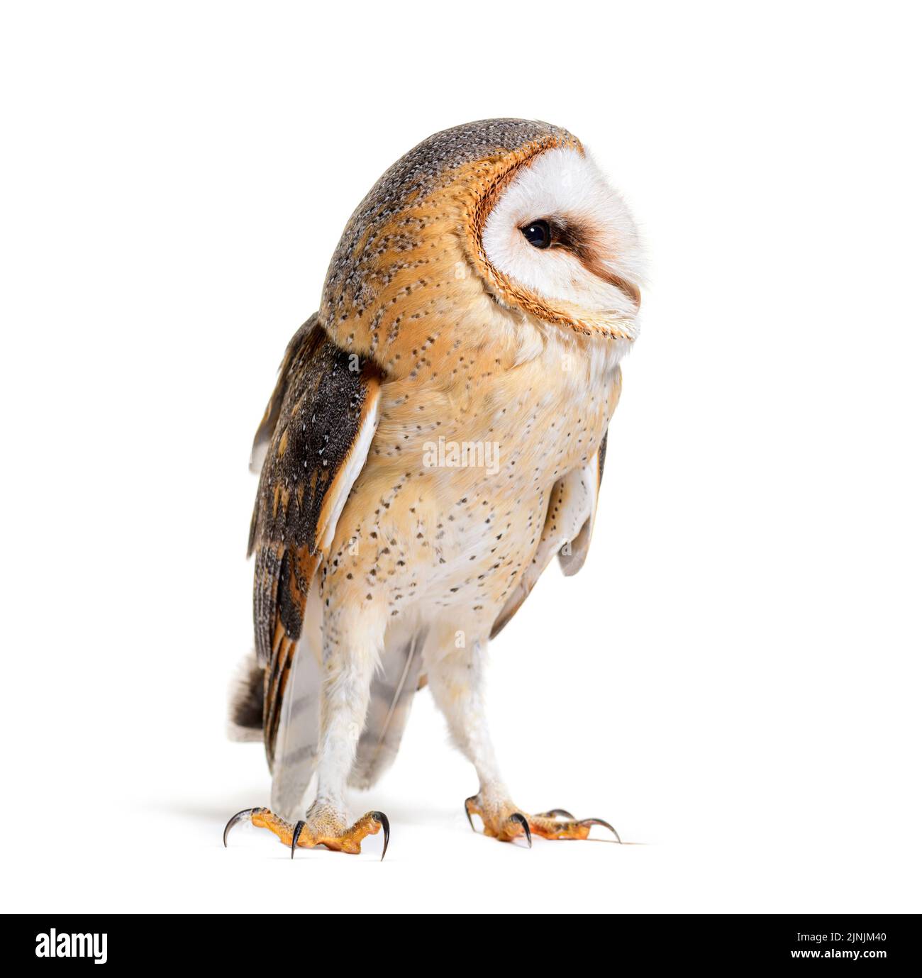 Barn owl side profile hi-res stock photography and images - Alamy