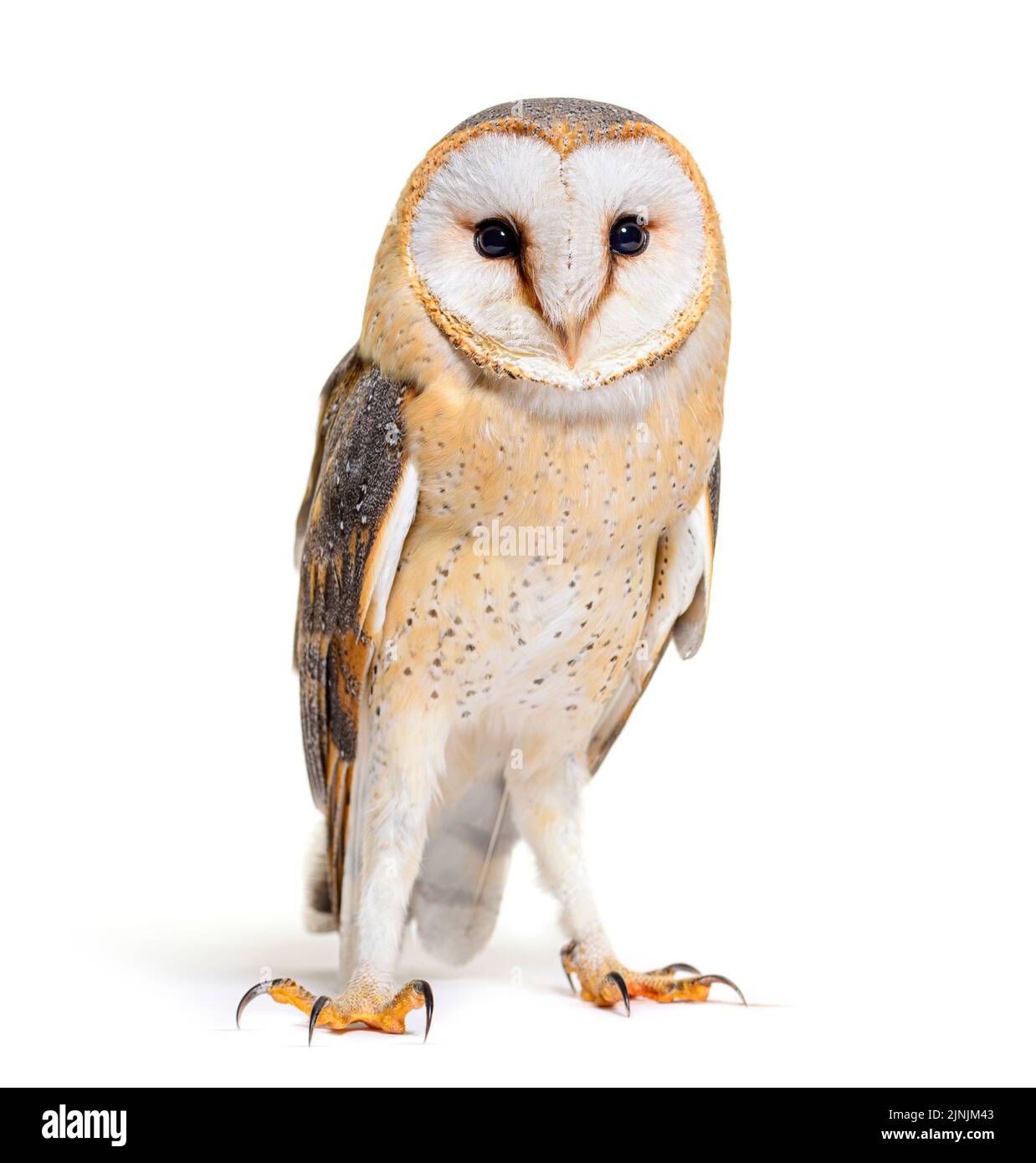 Facing owl Cut Out Stock Images & Pictures - Alamy