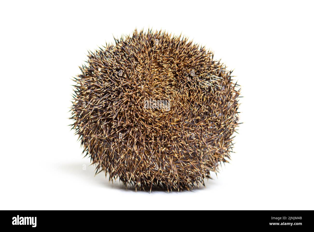 European hedgehog in volvation, rolled up in defence position, isolated ...