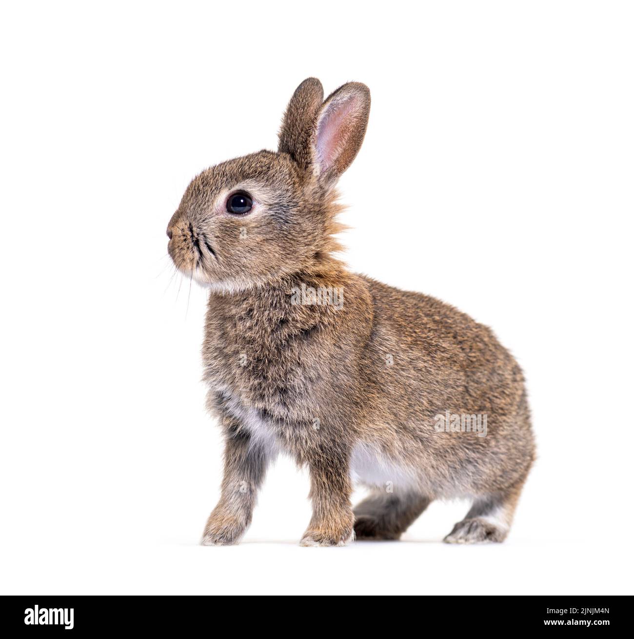 Domestic rabbit side profile Cut Out Stock Images & Pictures - Alamy