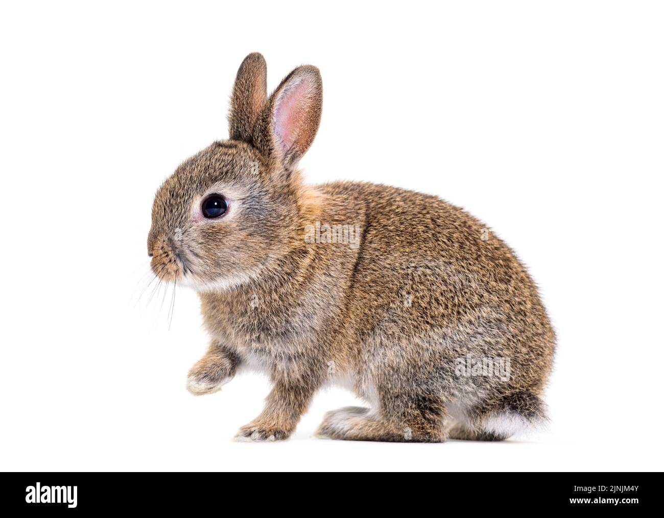 Leaping rabbit hi-res stock photography and images - Alamy
