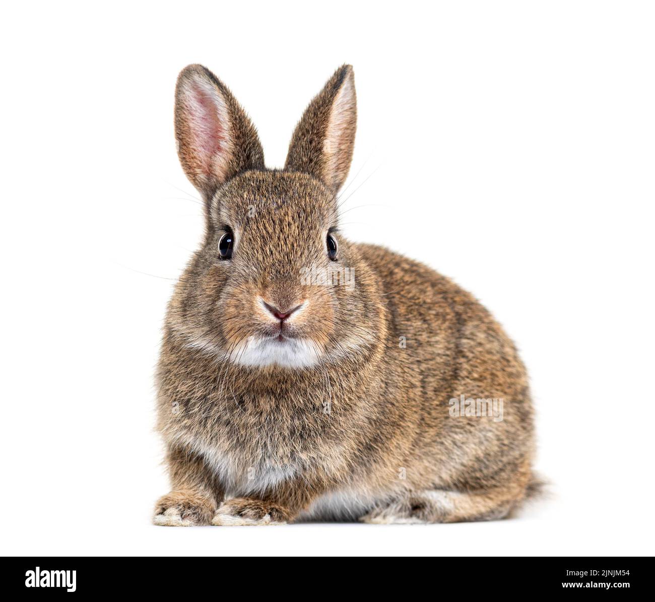 Front facing rabbit hi-res stock photography and images - Alamy