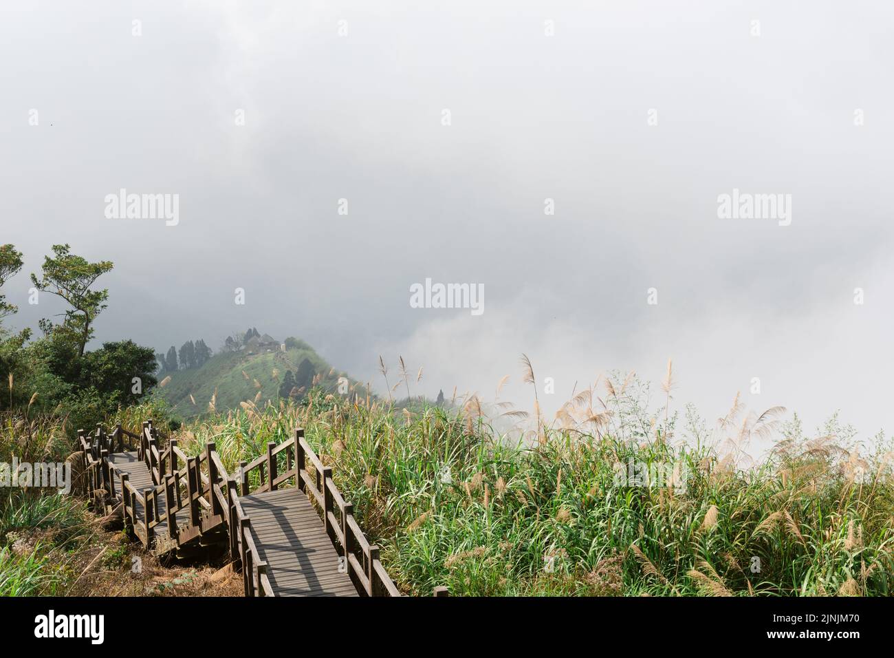 An aerial view of Alishan mountain trail surrounded by growing bushes ...