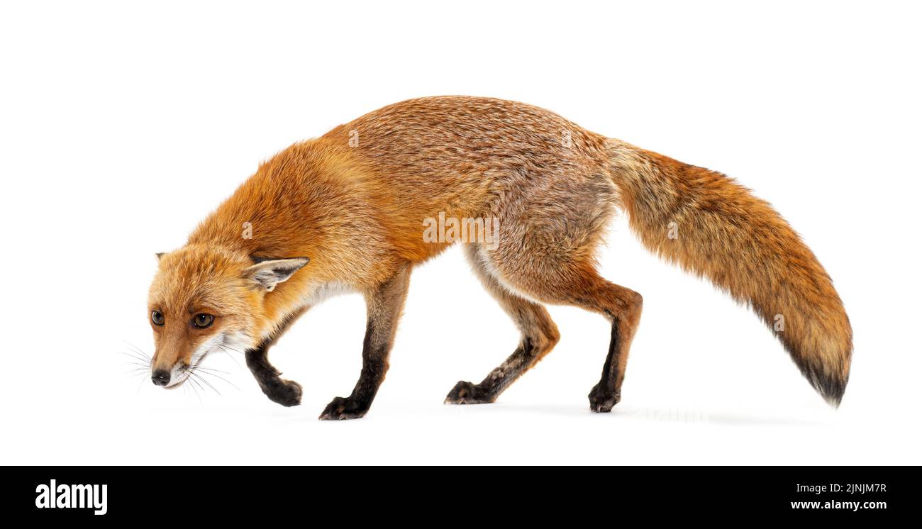 Side profile red fox vulpes Cut Out Stock Images & Pictures - Alamy