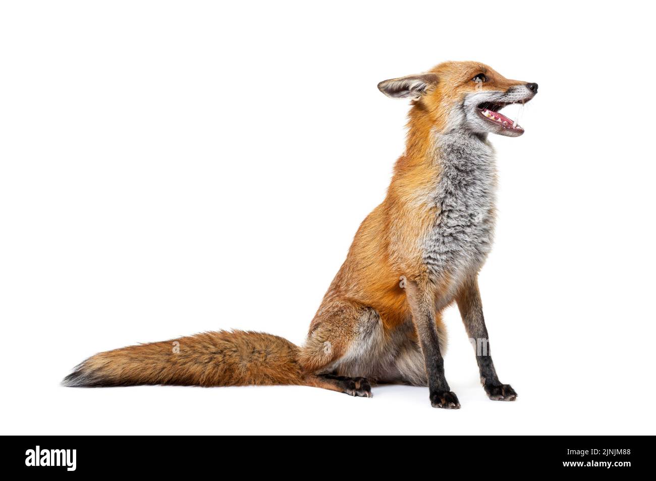 Fox mouth open hi-res stock photography and images - Alamy
