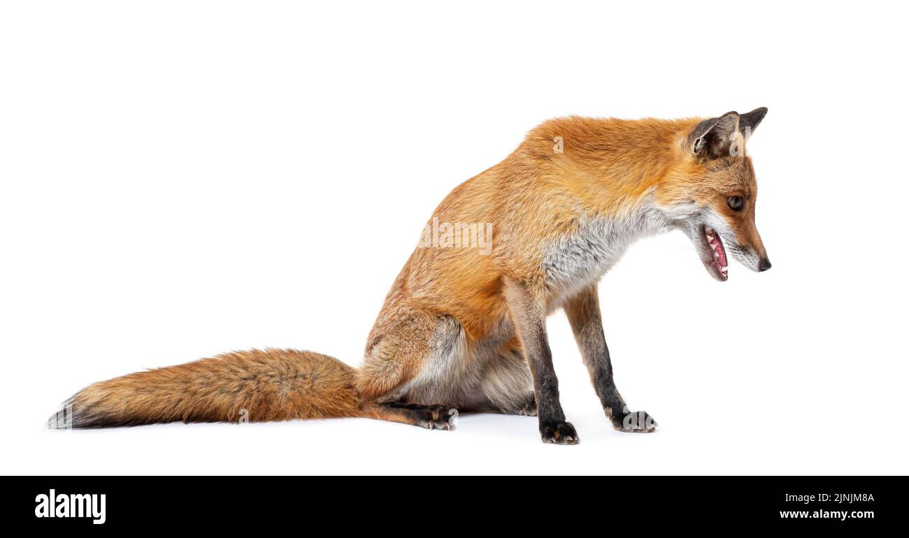 Fox mouth open hi-res stock photography and images - Alamy