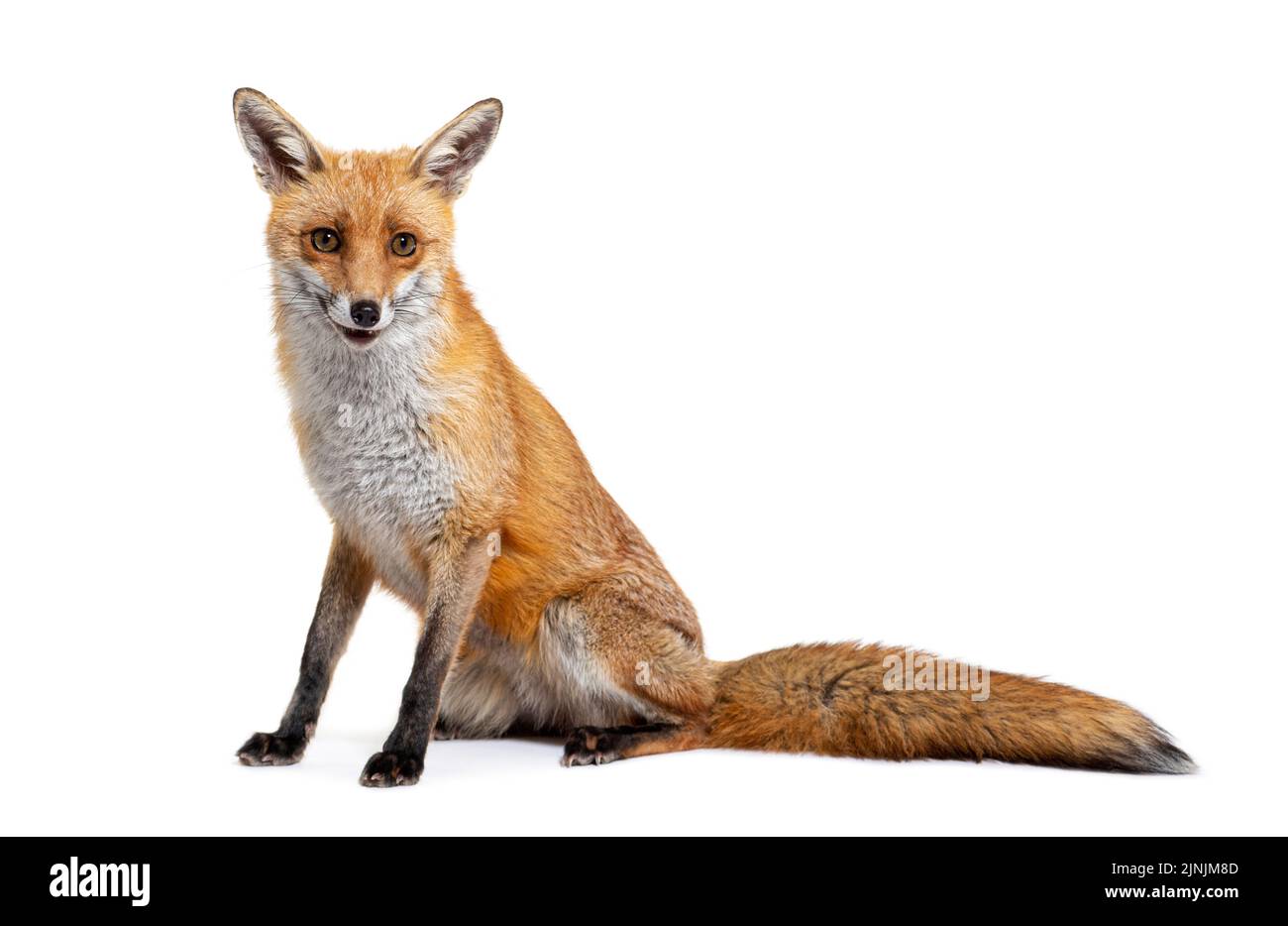 Red fox years vulpes vulpes hi-res stock photography and images - Alamy