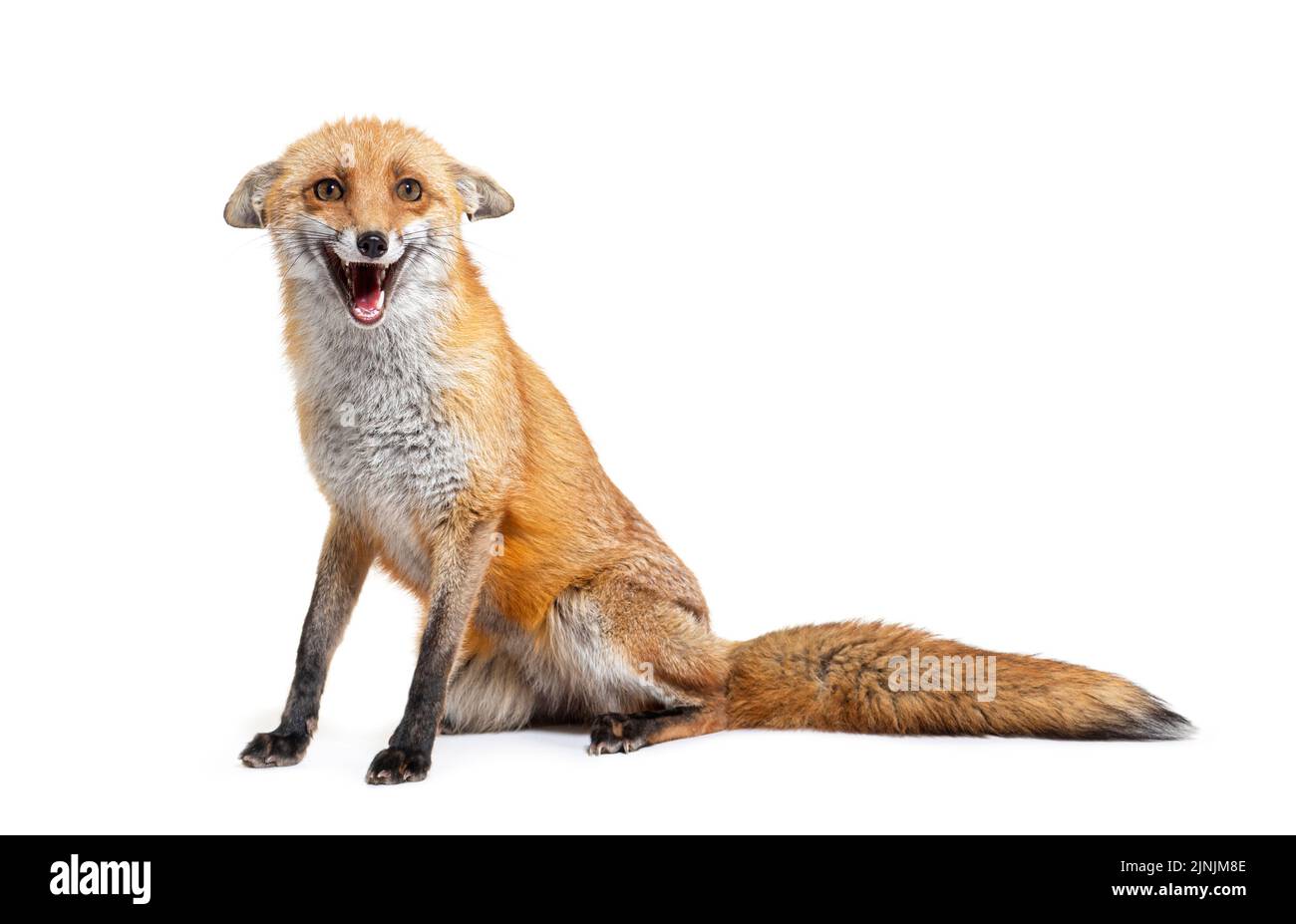 Red fox years vulpes vulpes hi-res stock photography and images - Alamy