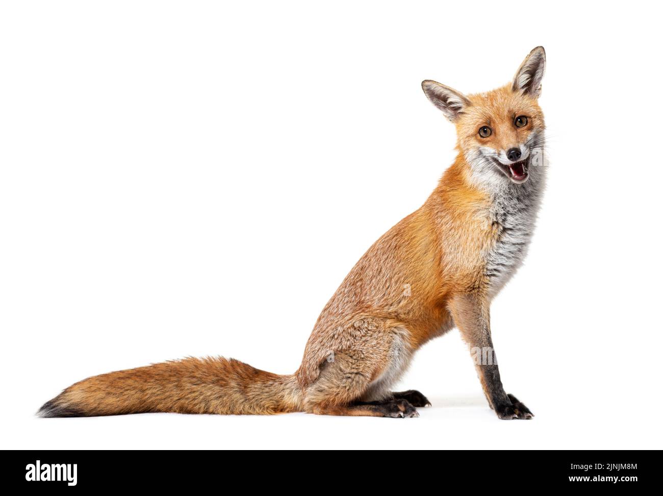 Side view of a Red fox looking at camera, two years old, isolated on ...