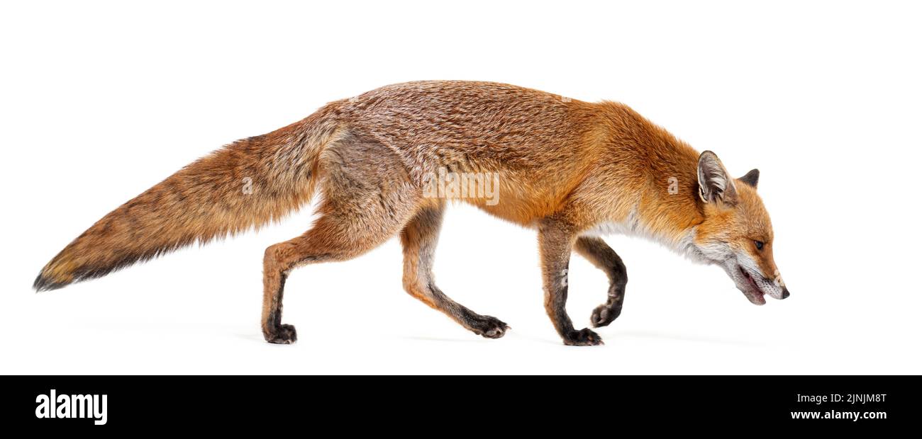 Side view of a Red fox looking down and walking away, two years old ...