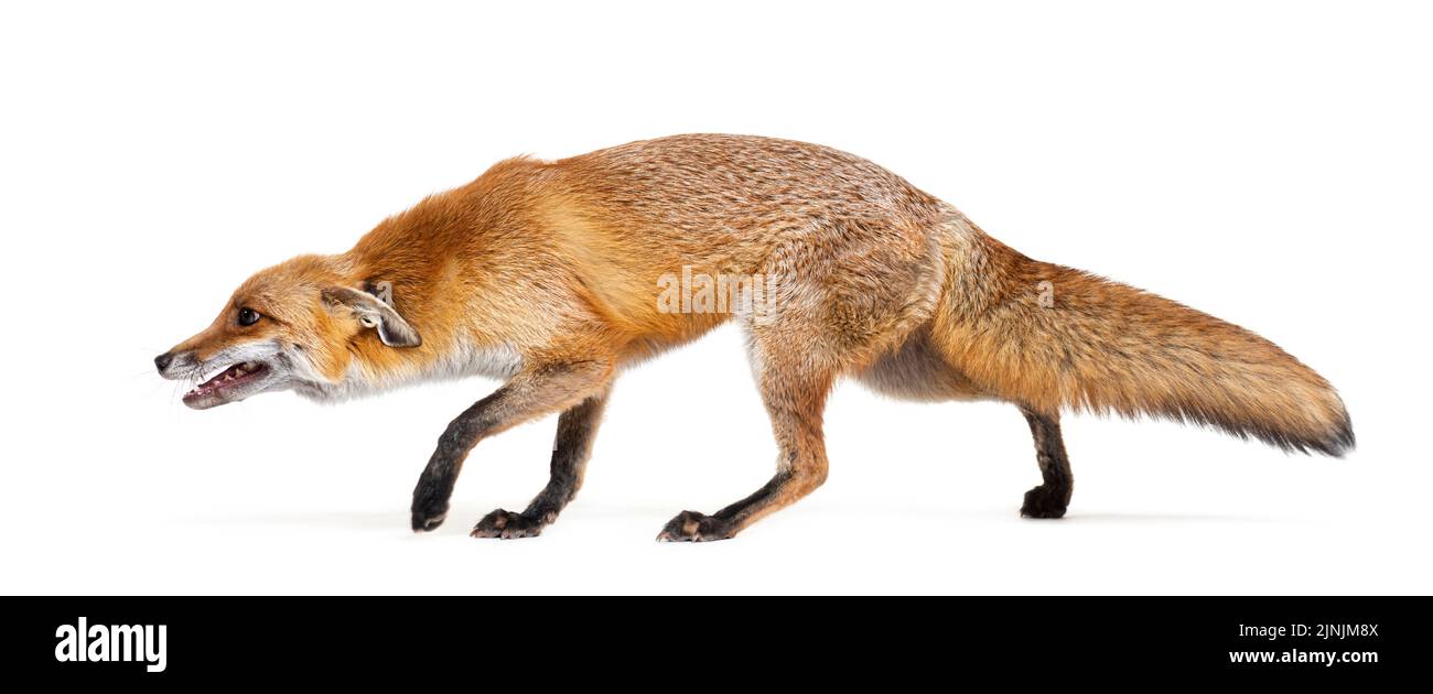 Side view of a Red fox looking down and walking away, two years old ...