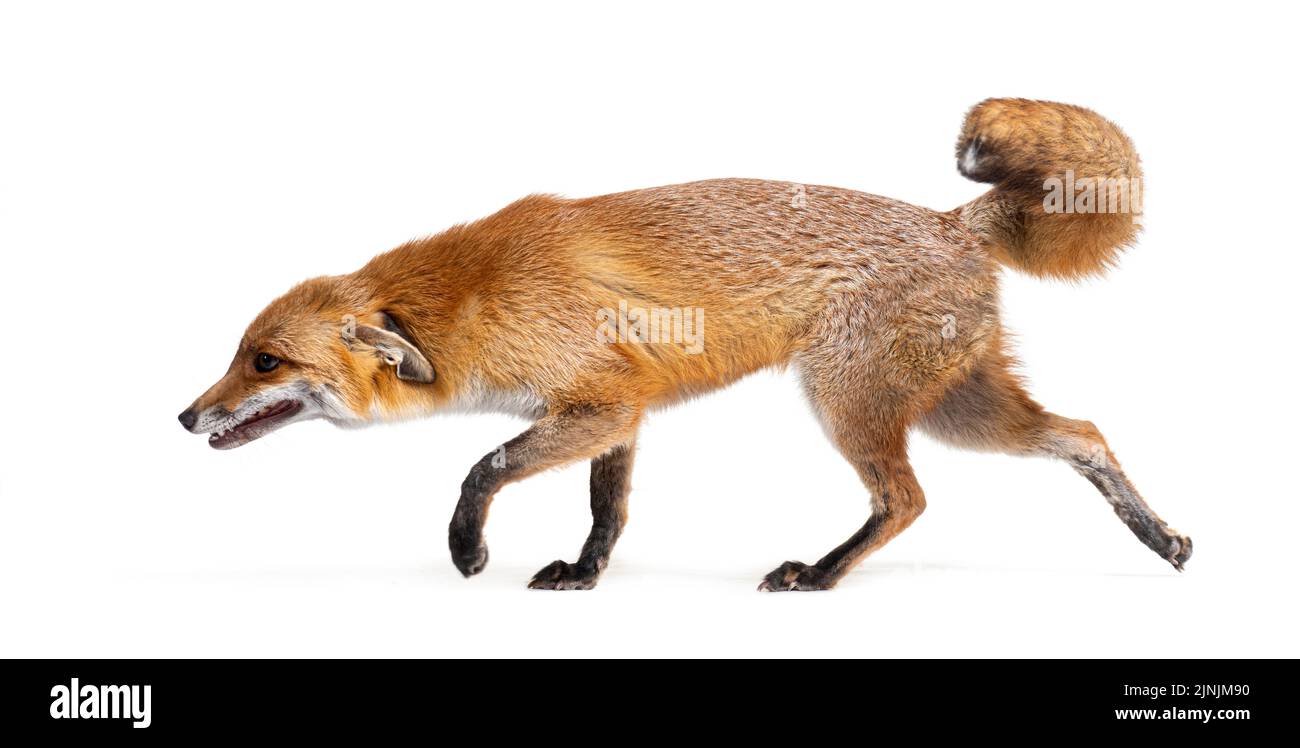 Side view of a Red fox looking down and walking away, two years old ...