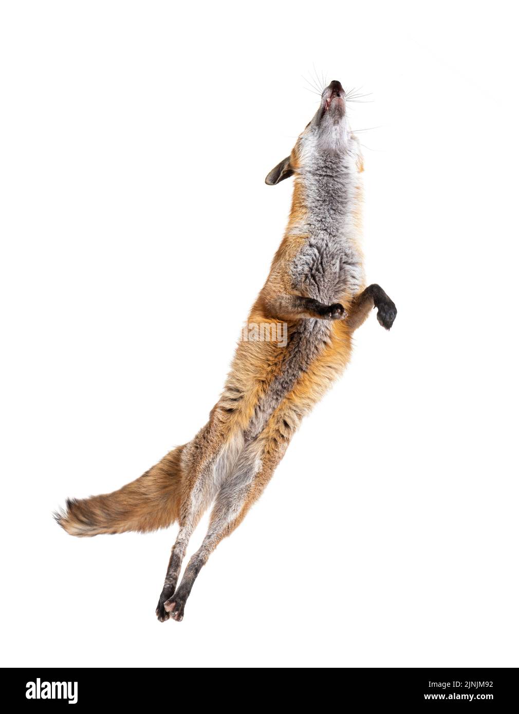 Red fox jumping, two years old, isolated on white Stock Photo - Alamy