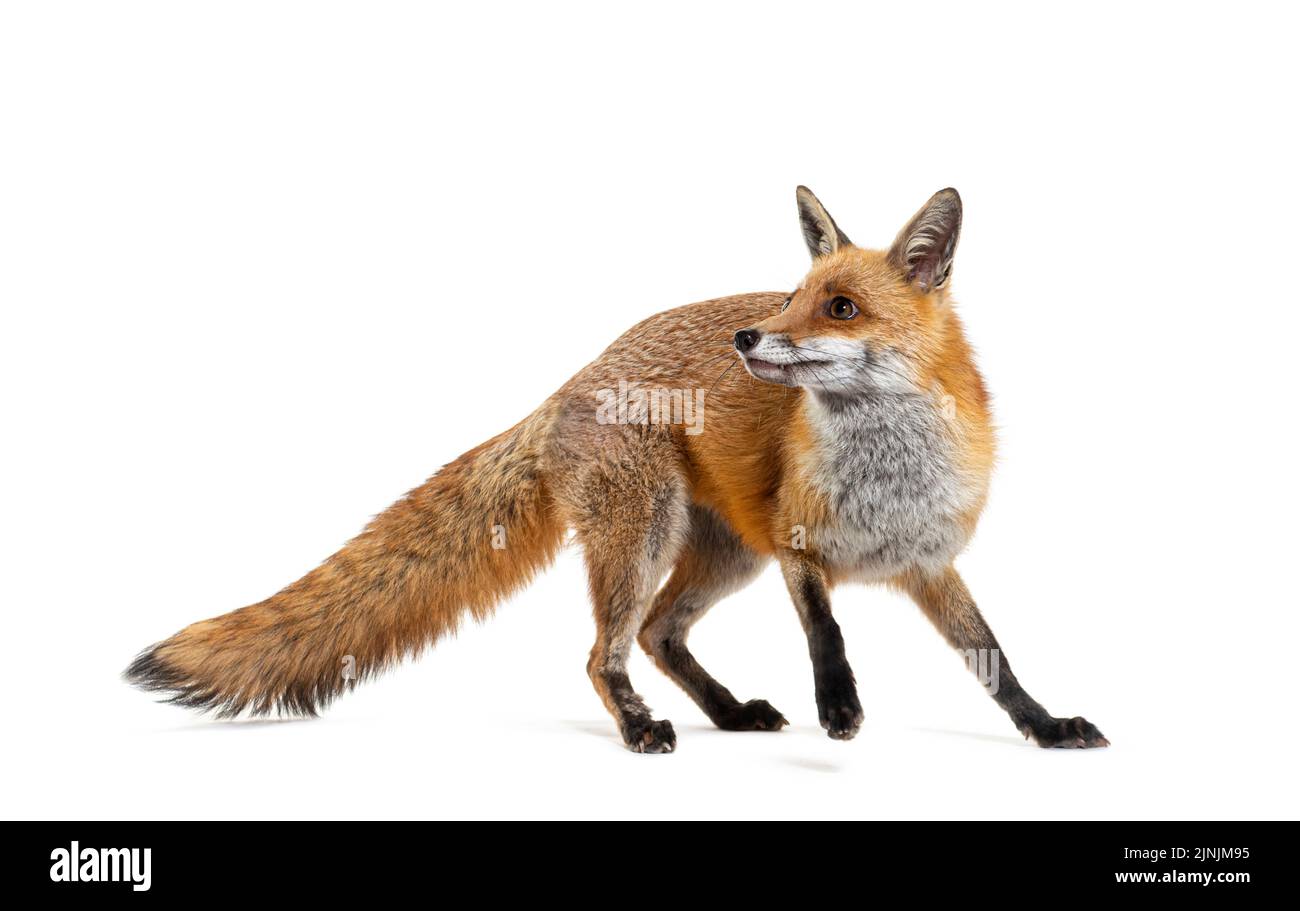 Red fox turning around, two years old, isolated on white Stock Photo ...