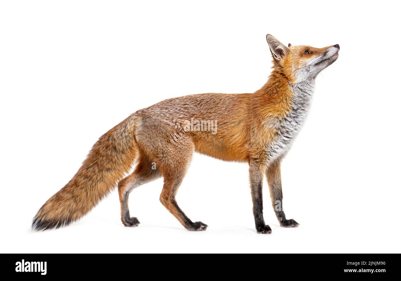 Fox looking up hi-res stock photography and images - Alamy