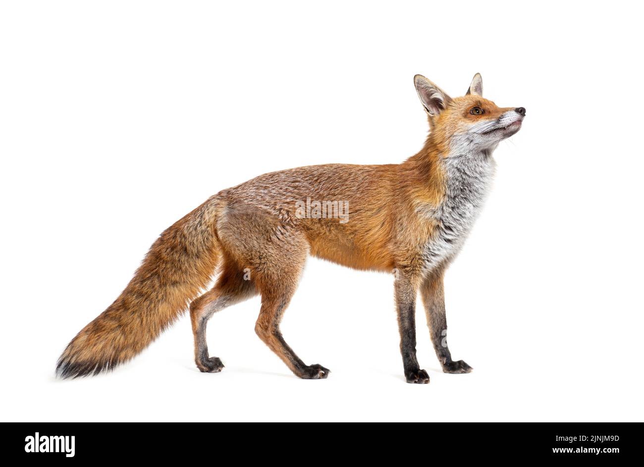 Fox looking up hi-res stock photography and images - Alamy