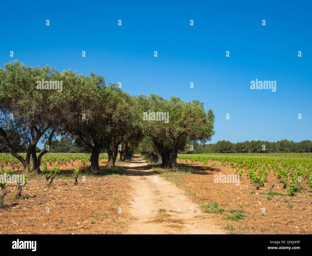 La Cadiere d'Azur, France - May 17th 2022: An alley of olive trees in a ...