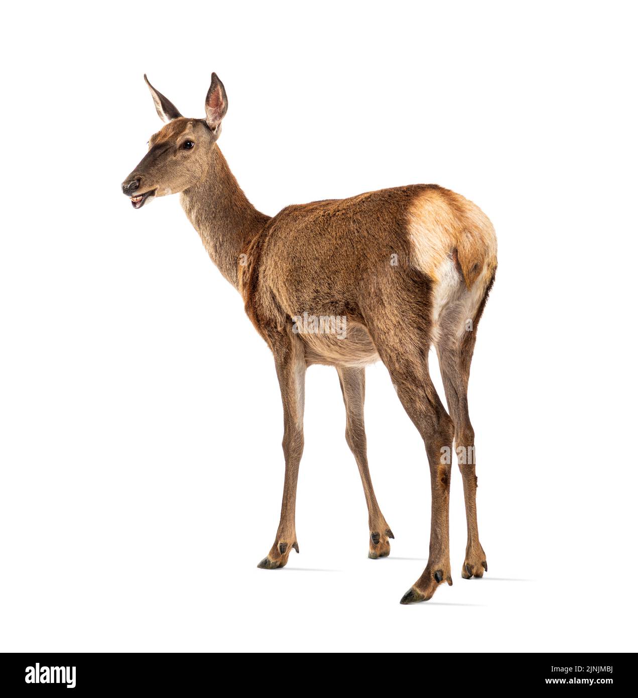 rear view on a doe, red deer female, looking at the camera Stock Photo ...