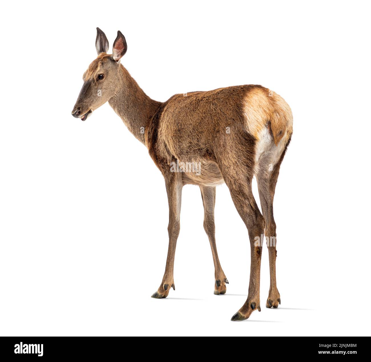 rear view on a doe, red deer female, looking at the camera Stock Photo ...