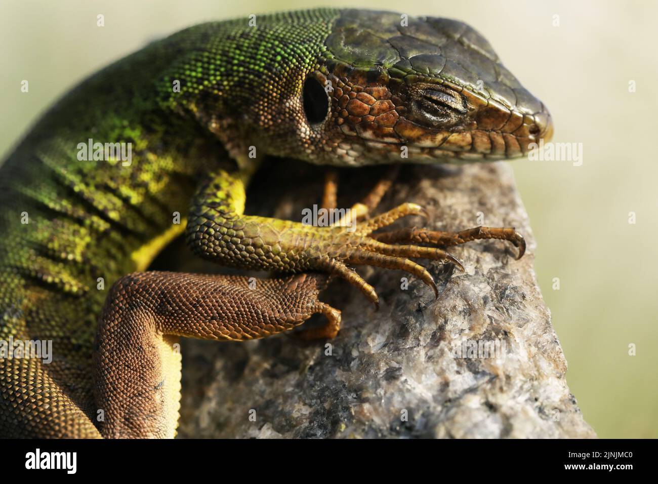 Outdoor reptiles hi-res stock photography and images - Alamy
