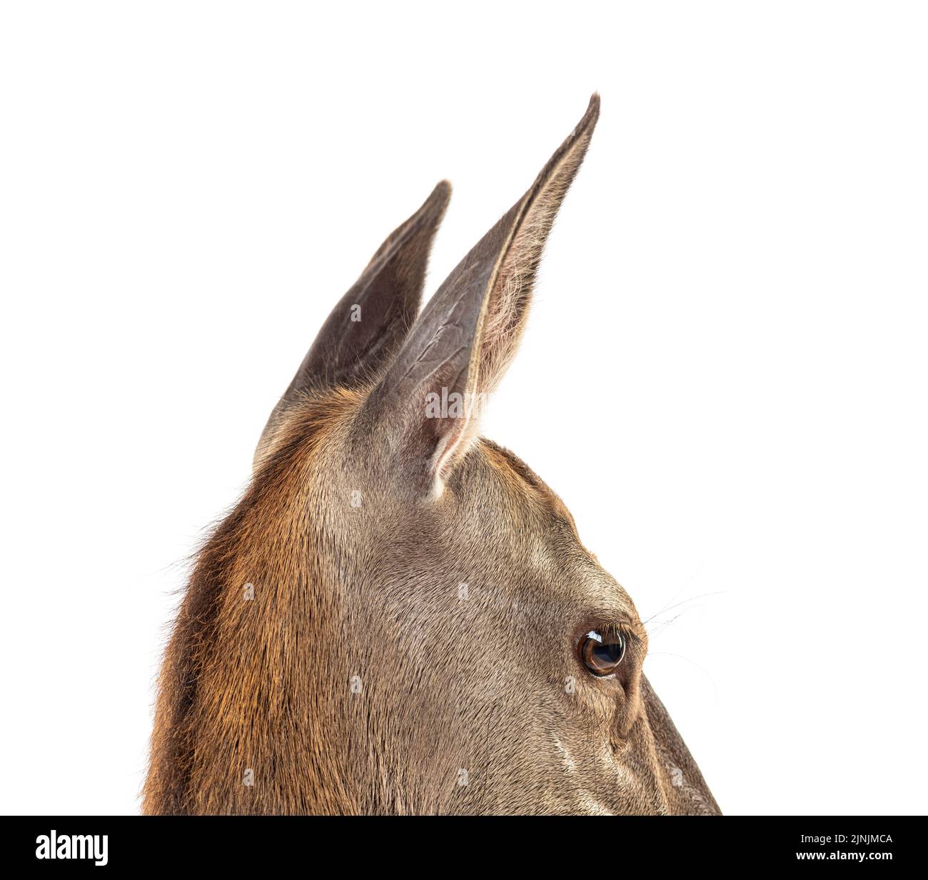Head shot on a doe on the lookout, Female red deer, isolated on white ...