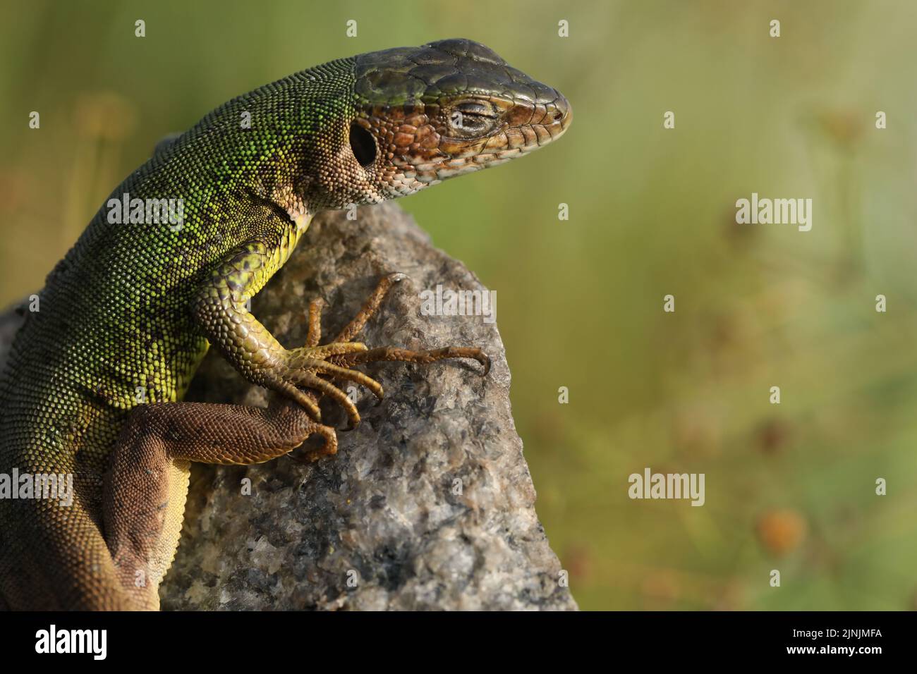 Outdoor reptiles hi-res stock photography and images - Alamy