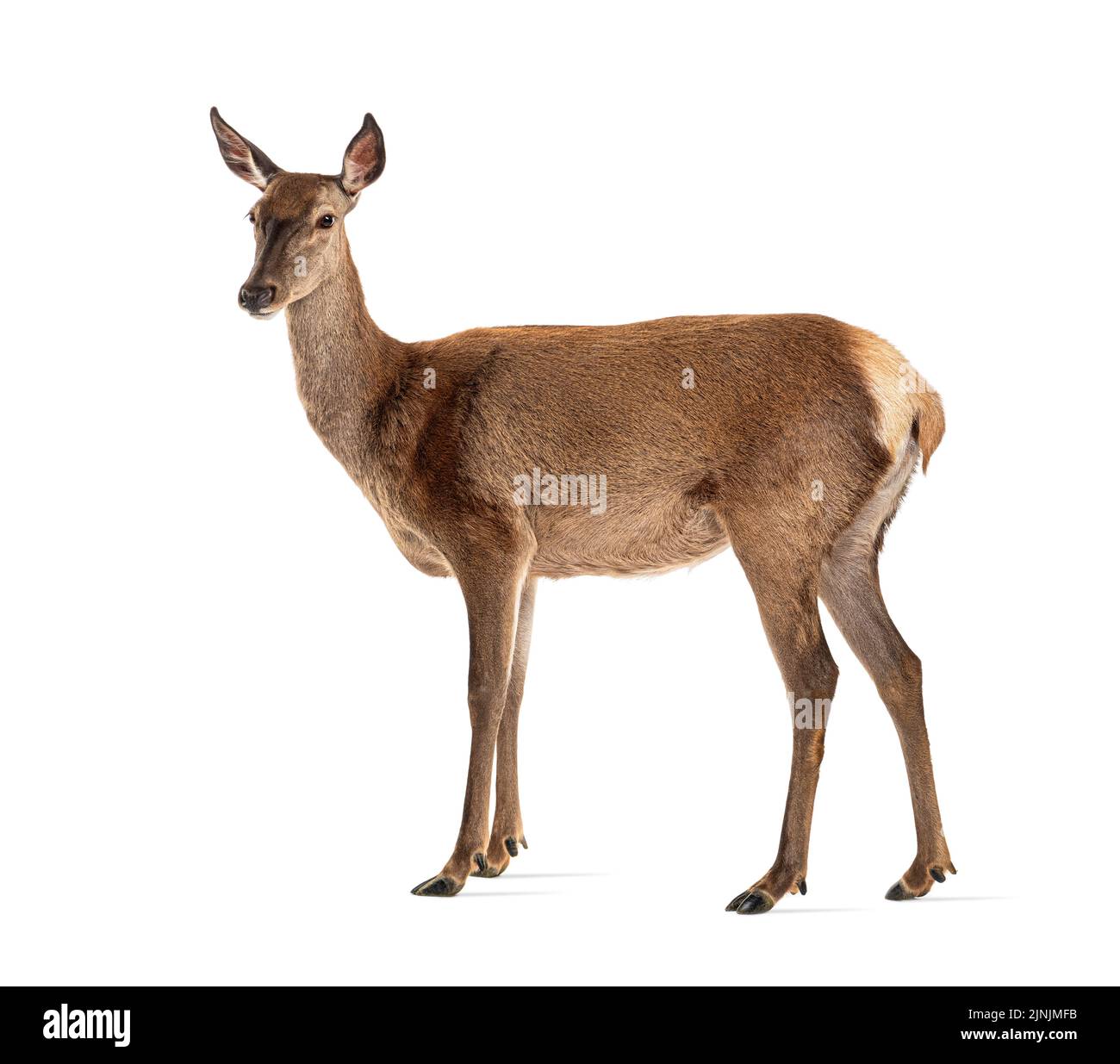 Side view of a doe, Female red deer, isolated on white Stock Photo - Alamy