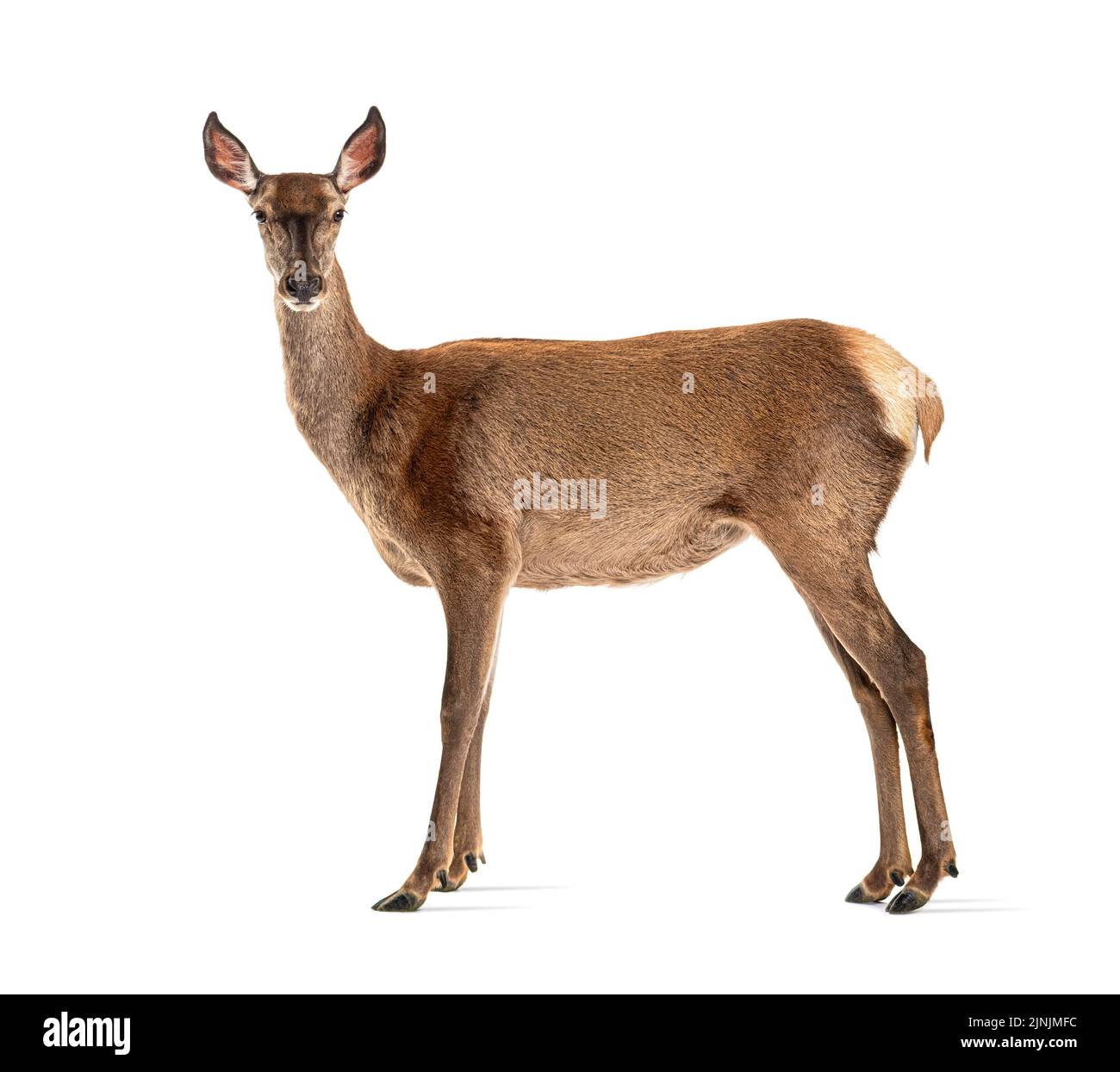 Side view of a doe looking at the camera, Female red deer, isolated on ...