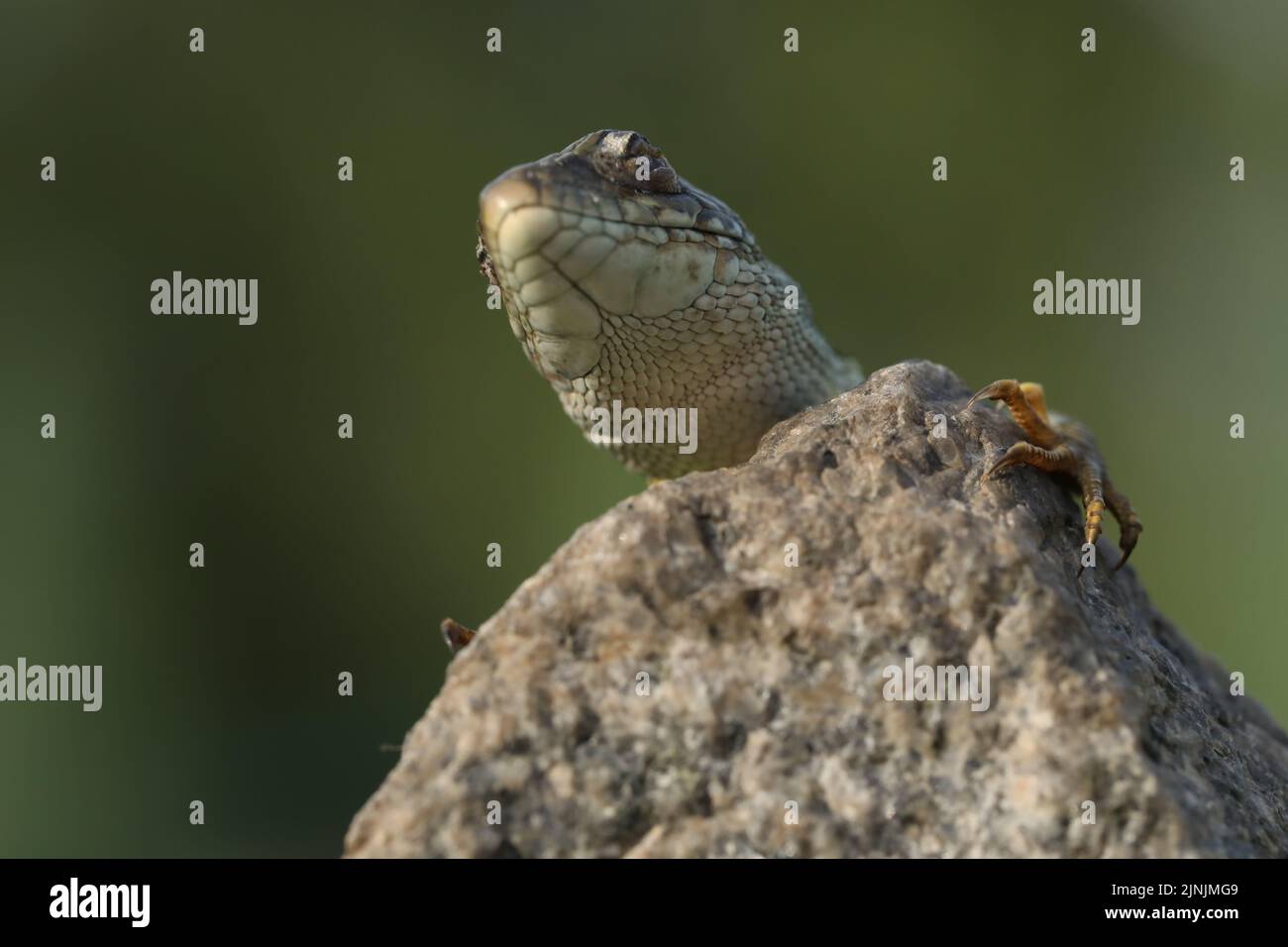 Outdoor reptiles hi-res stock photography and images - Alamy