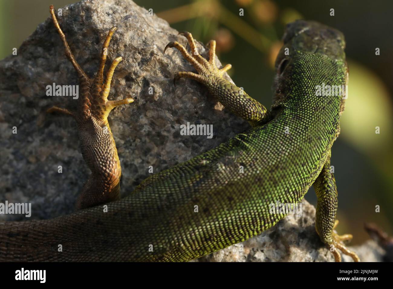 Outdoor lizard hi-res stock photography and images - Alamy