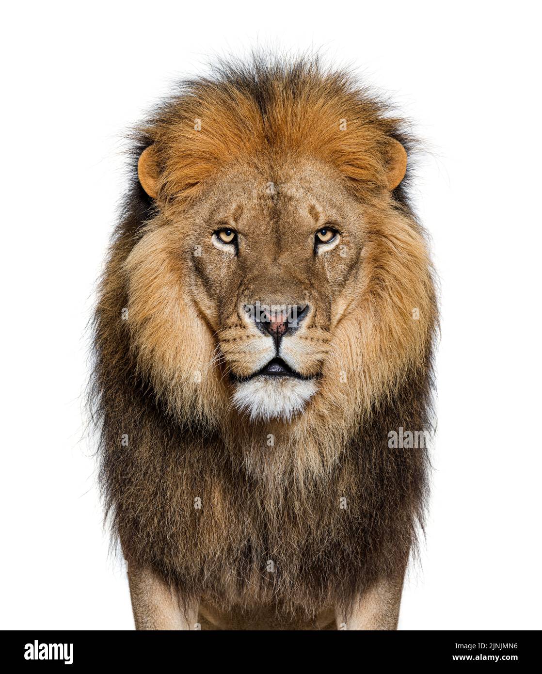 Portrait of a Male adult lion looking at the camera, Panthera leo ...