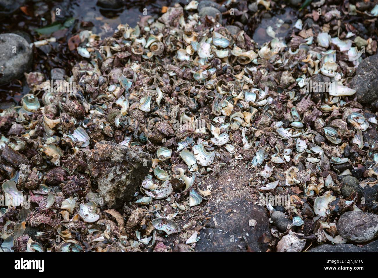 A closeup shot of sea shells on Jeju Island, South Korea Stock Photo ...