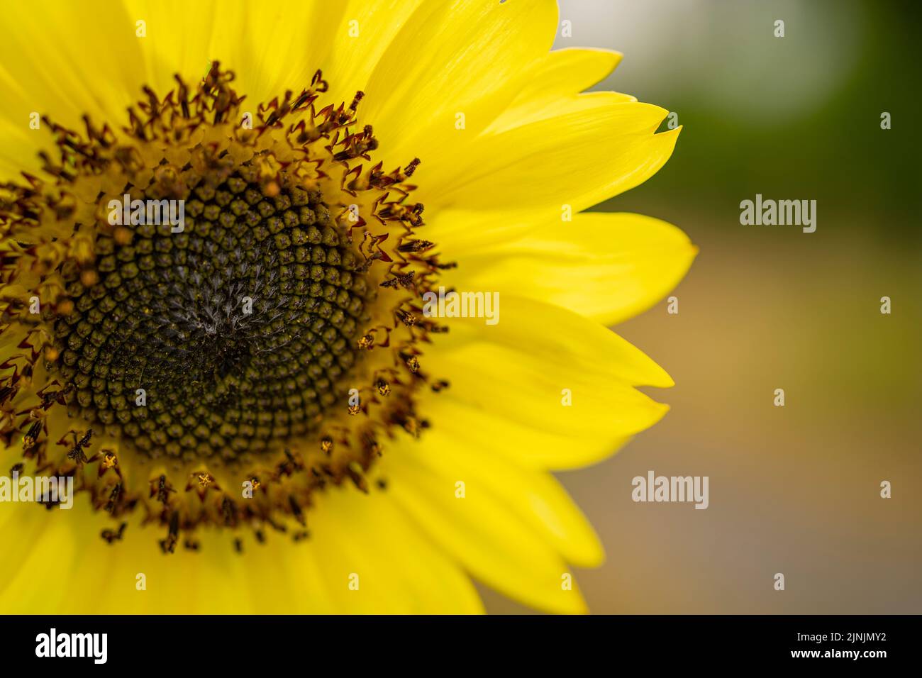 Back of sunflower hi-res stock photography and images - Alamy