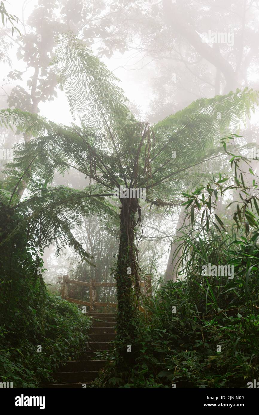 A vertical shot of growing tree surrounded by bushes in Taiwan Stock ...