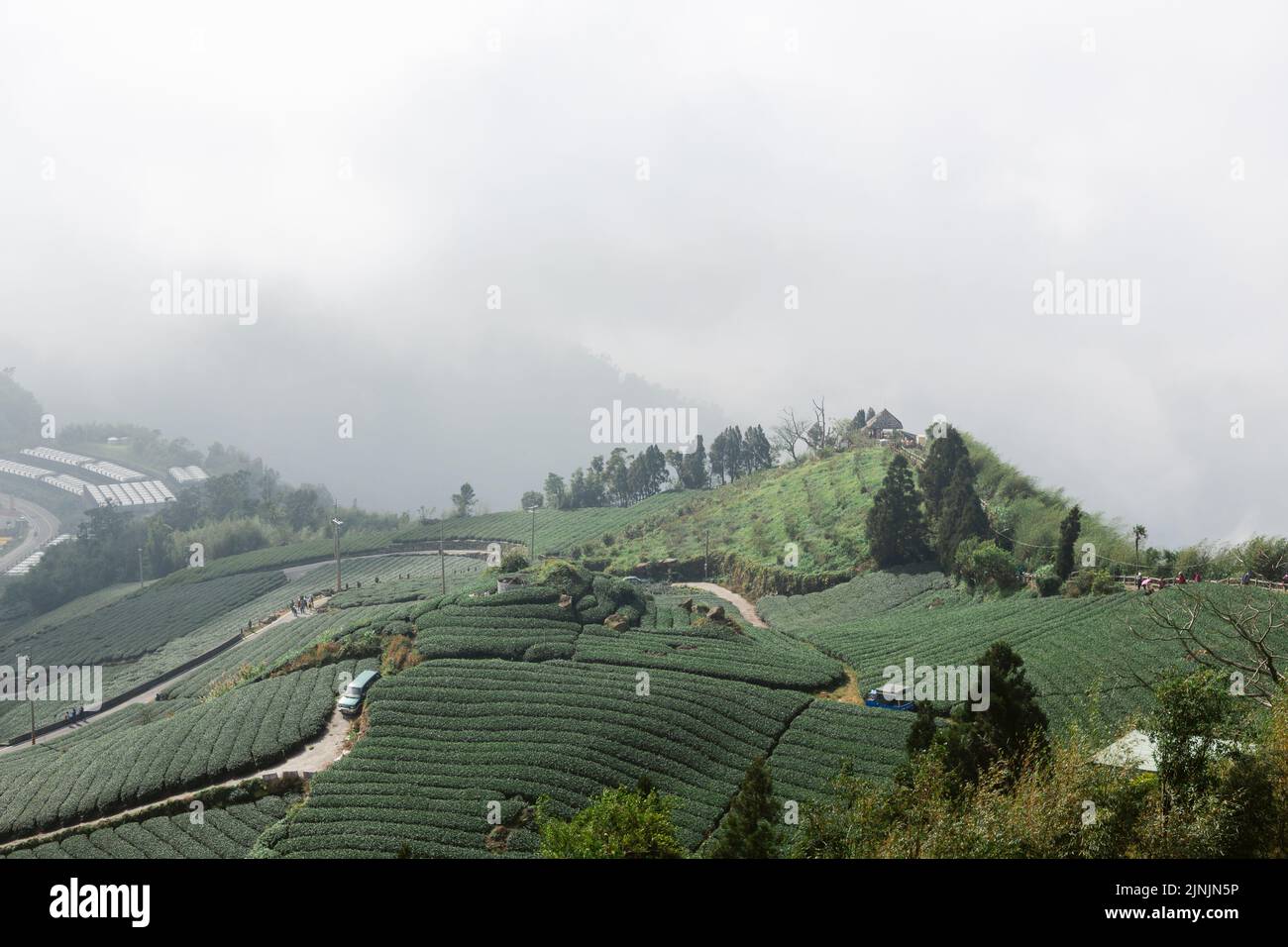 An aerial view of Oolong tea field surrounded by trees in Taiwan Stock ...
