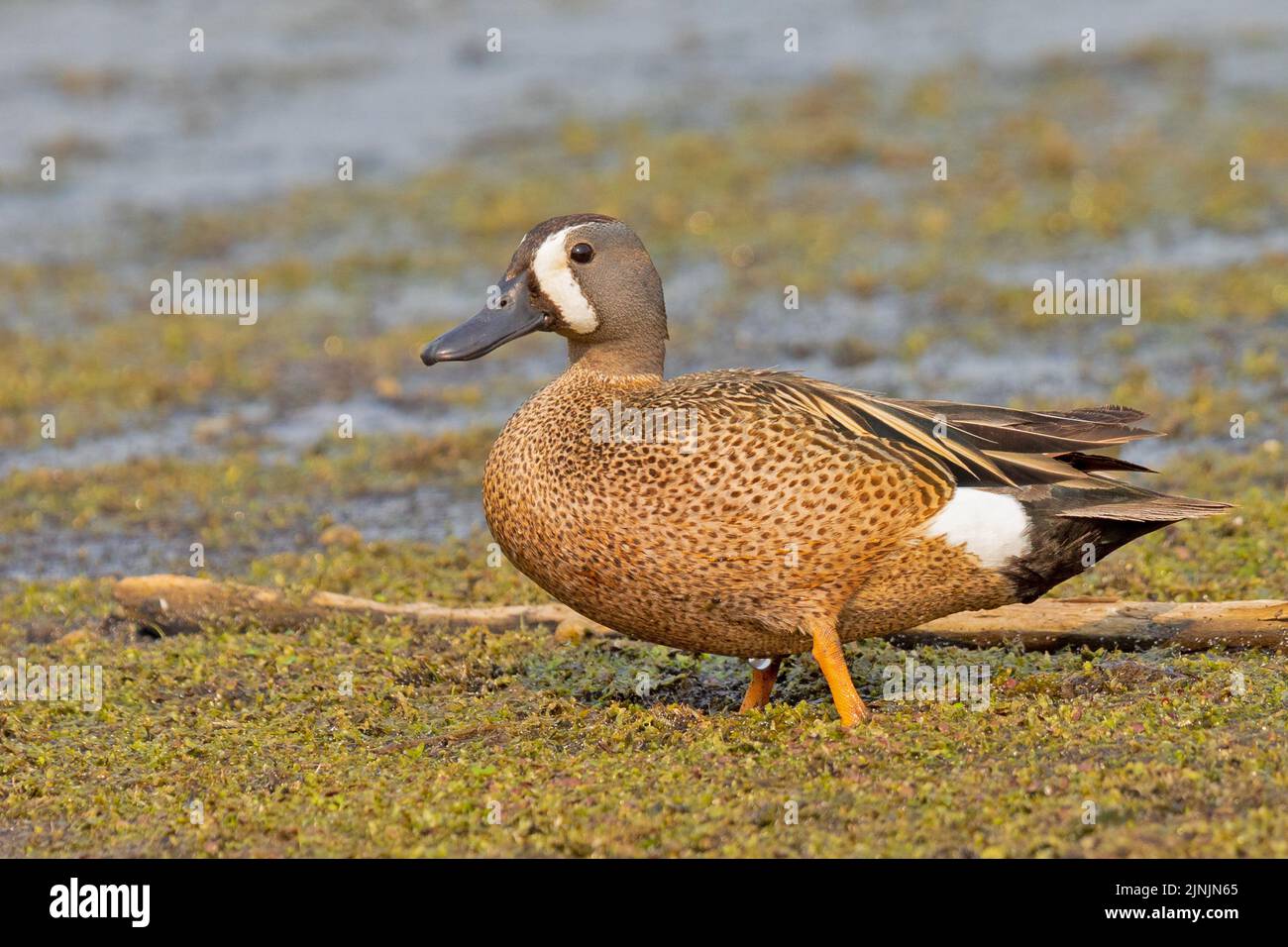 Blue Wing Teal Drake