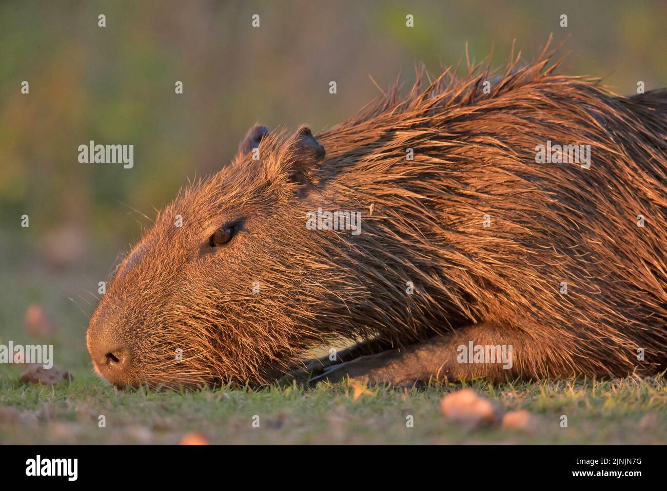 capybara, carpincho (Hydrochaeris hydrochaeris, Hydrochoeris ...