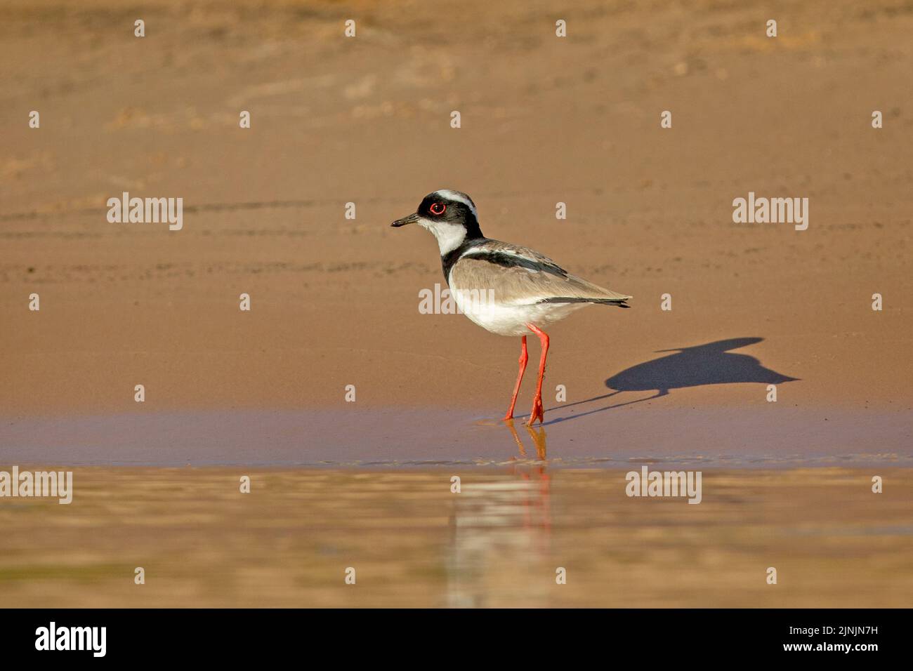 cayenne plover, pied lapwing, pied plover (Vanellus cayanus), walking ...