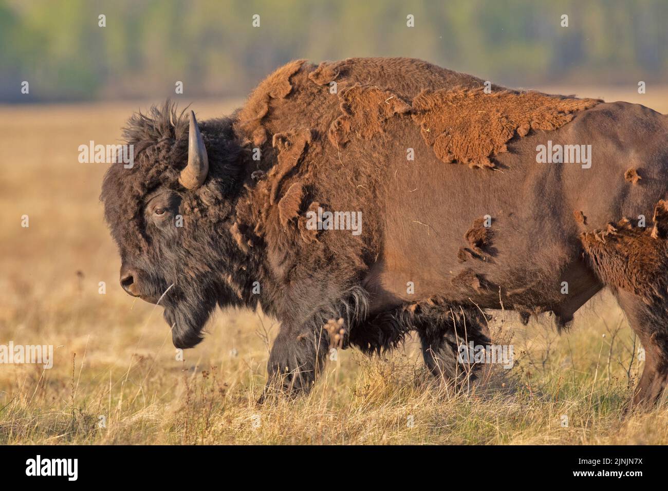 American bison, buffalo (Bison bison), bull standing on dried grass ...