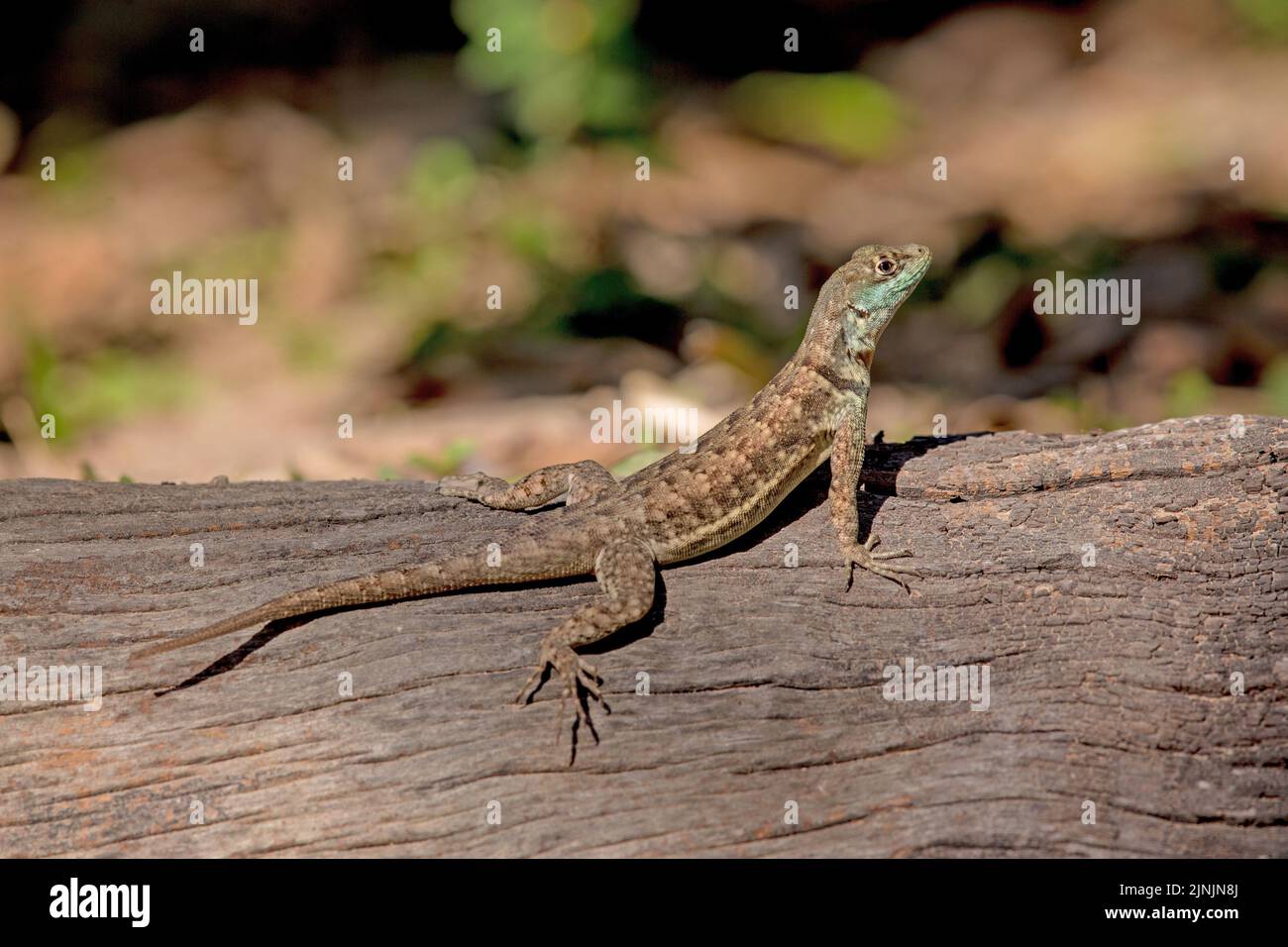 Amazon Lava Lizard (Tropidurus torquatus), on a tree trunk, side view ...