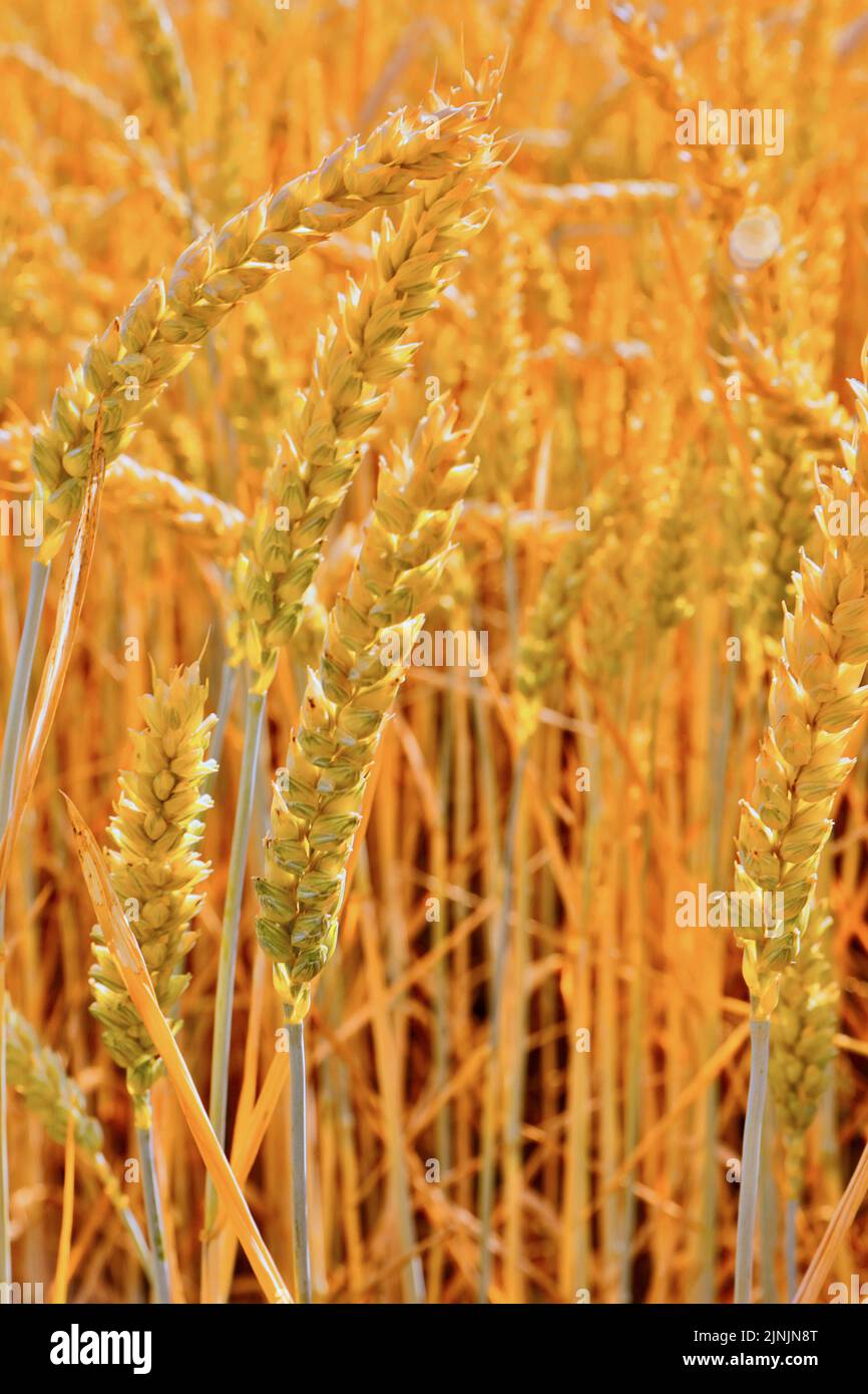 bread wheat, cultivated wheat (Triticum aestivum), field with ripe ...