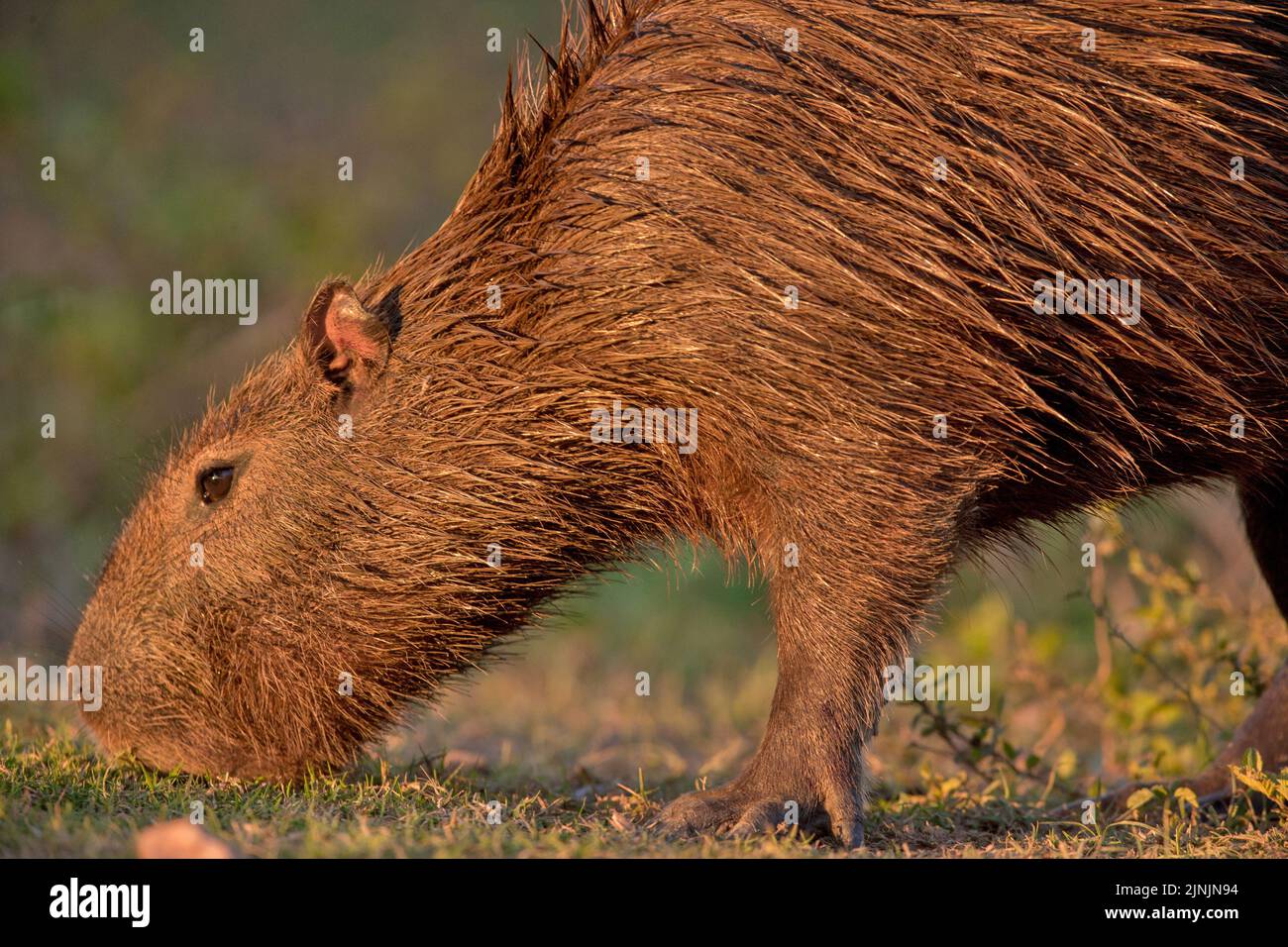 capybara, carpincho (Hydrochaeris hydrochaeris, Hydrochoeris ...