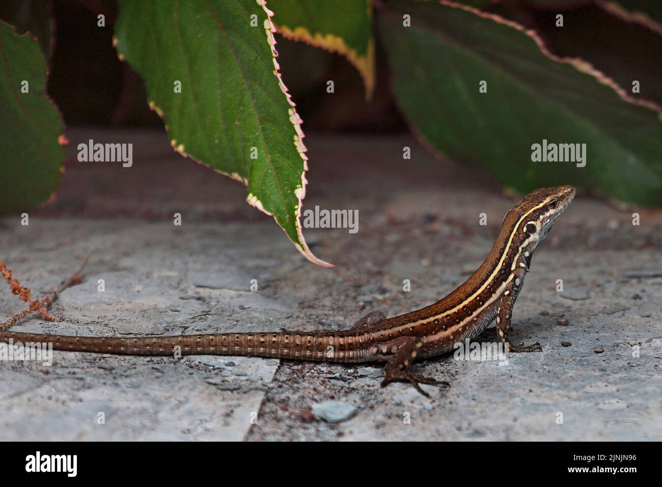 Gomeras Boettger's lizard (Gallotia caesaris gomerae, Gallotia gomerae ...