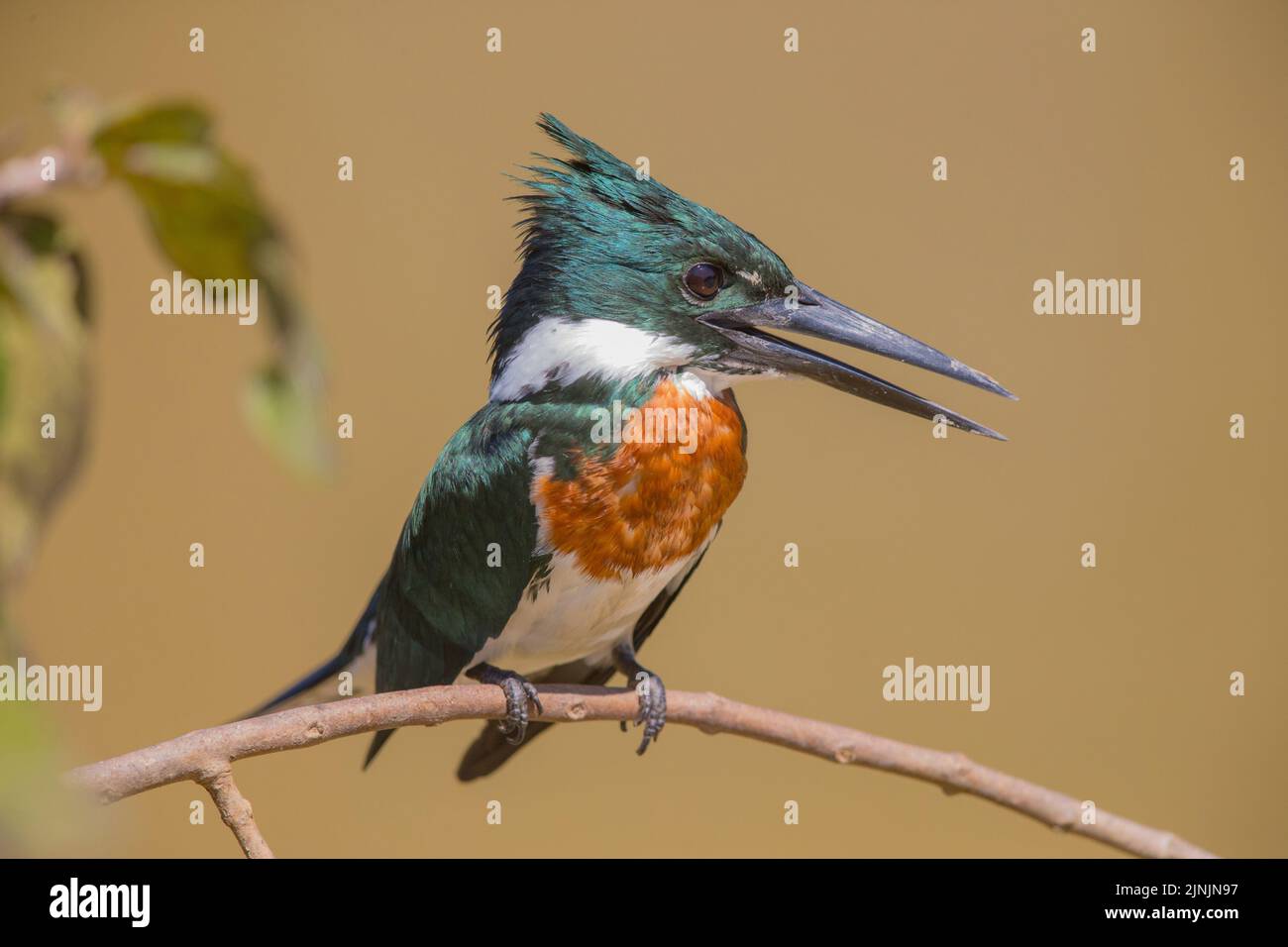Amazon kingfisher (Chloroceryle amazona), male perched on a twig ...