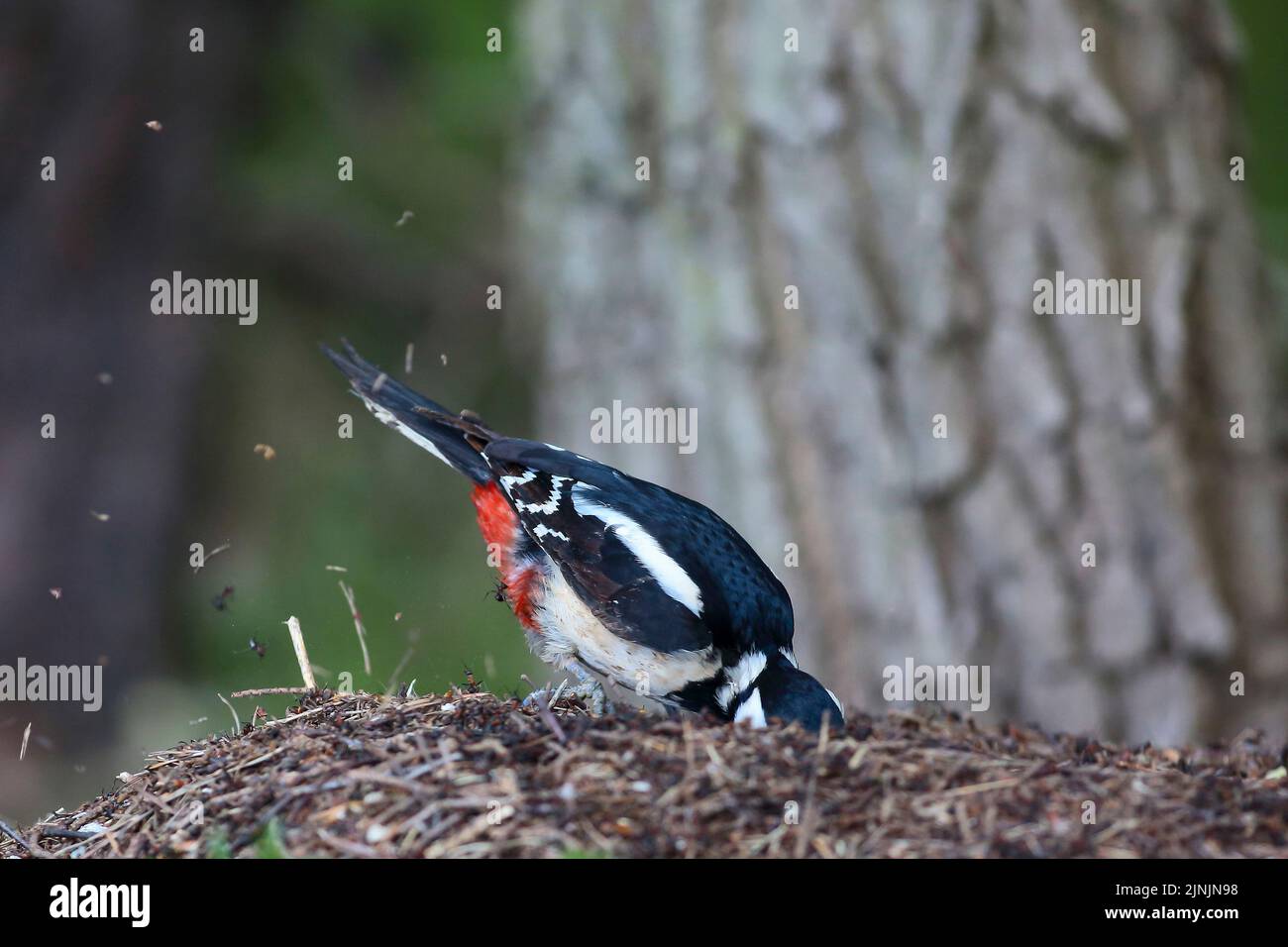 Great spotted woodpecker (Picoides major, Dendrocopos major), male ...