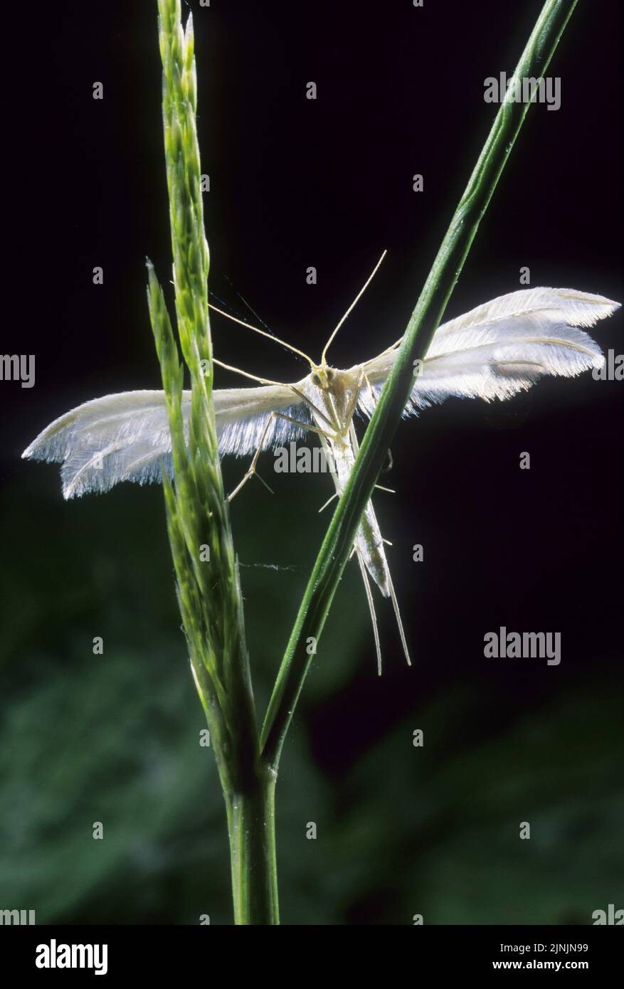 Large White Plume Moth, White Plume Moth (Pterophorus pentadactyla ...