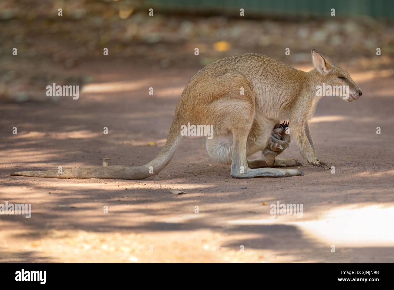 agile wallaby, sandy wallaby (Macropus agilis, Wallabia agilis ...