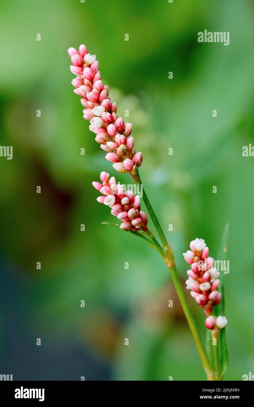 Redshank, Persicaria, Redleg, Lady's-thumb, Spotted Ladysthumb ...
